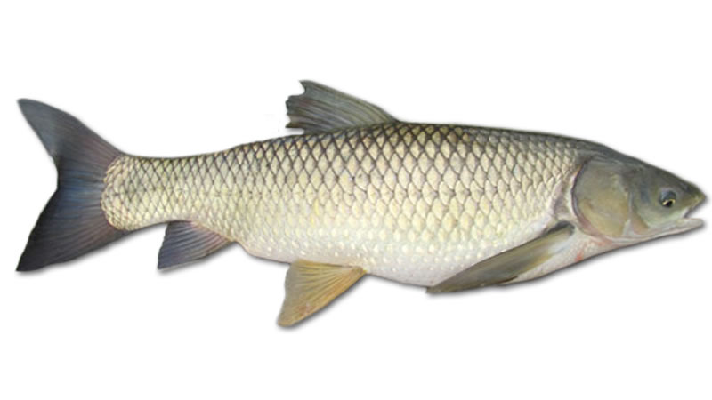 Grass Carp Fish | Complete Guide To Grass Carp Fish Species In USA