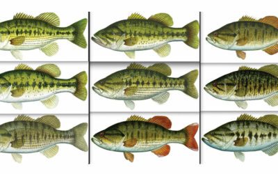 Largemouth Bass Fishing Reports From All Around Florida