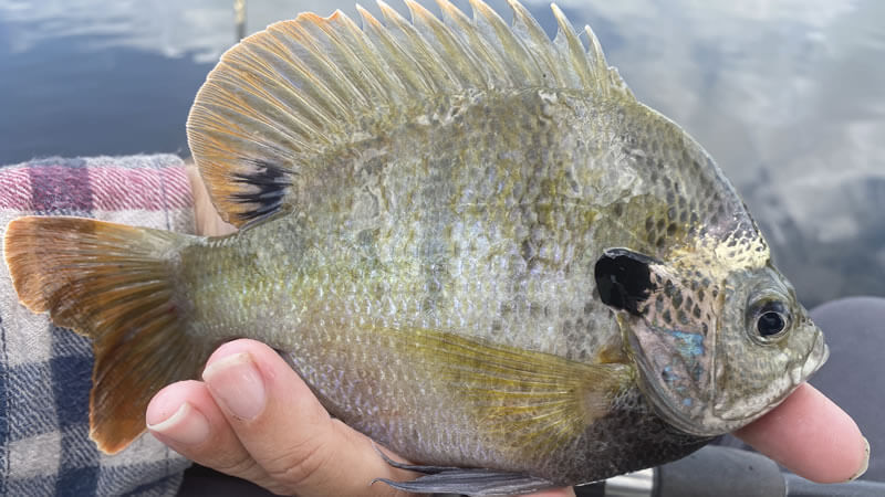 Fly Fishing For Bluegill - Everything You Need To Know To Catch Bluegill