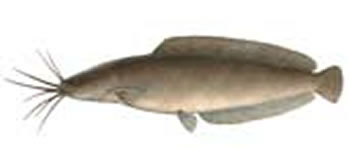 Walking Catfish in Florida are Hard to Find