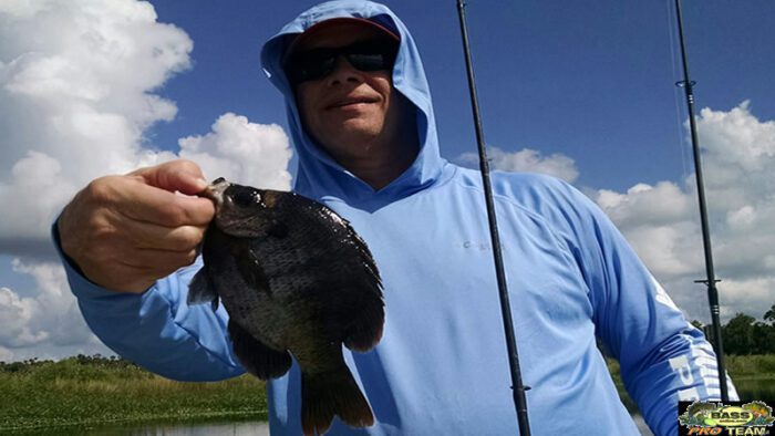 What Is A Panfish? Complete Guide To #1 Ask What Are Panfish
