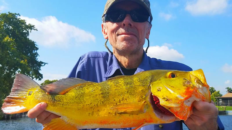 South Florida Peacock Bass Fishing With Captain Robert Miley