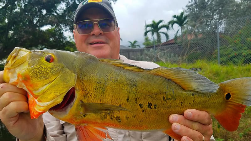 Blue Lagoon Fishing Charters For Exotic Florida Peacock Bass