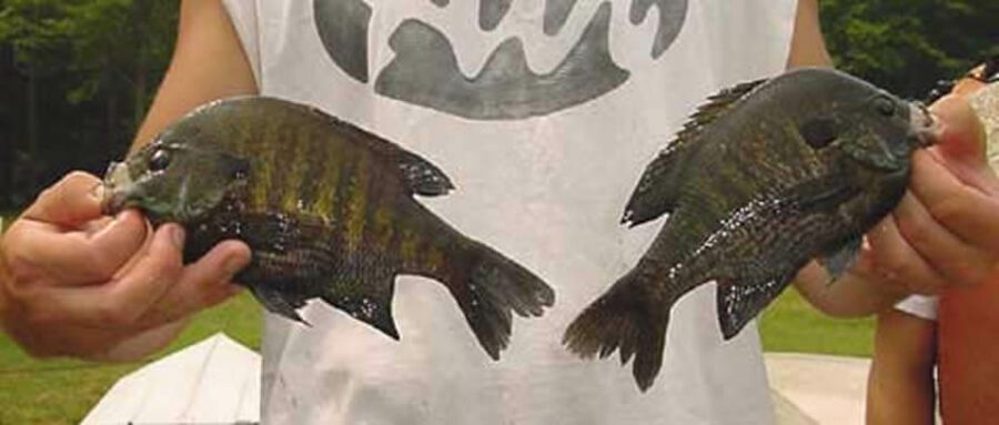 What is a Panfish? Complete Guide to #1 ask What are Panfish