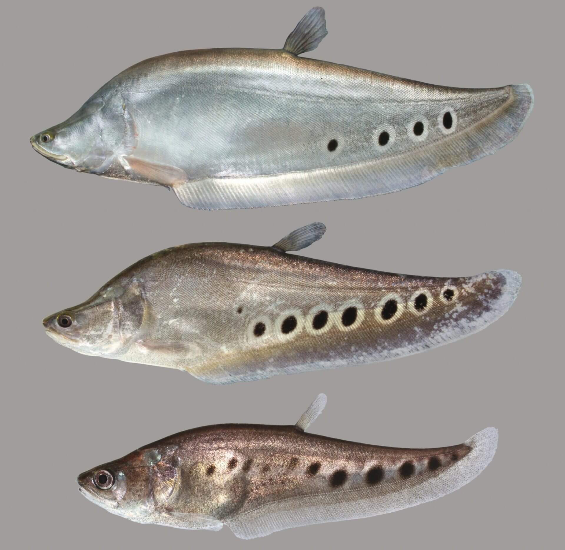 Clown Knifefish | Complete Guide To How To Catch Clown Knife Fish